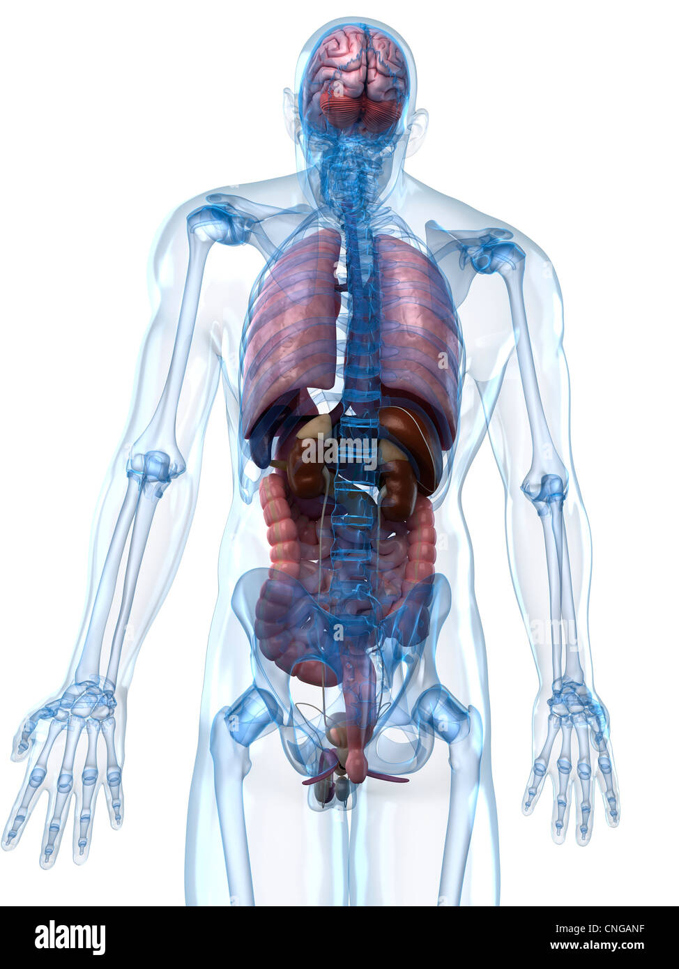 Male anatomy artwork Stock Photo - Alamy