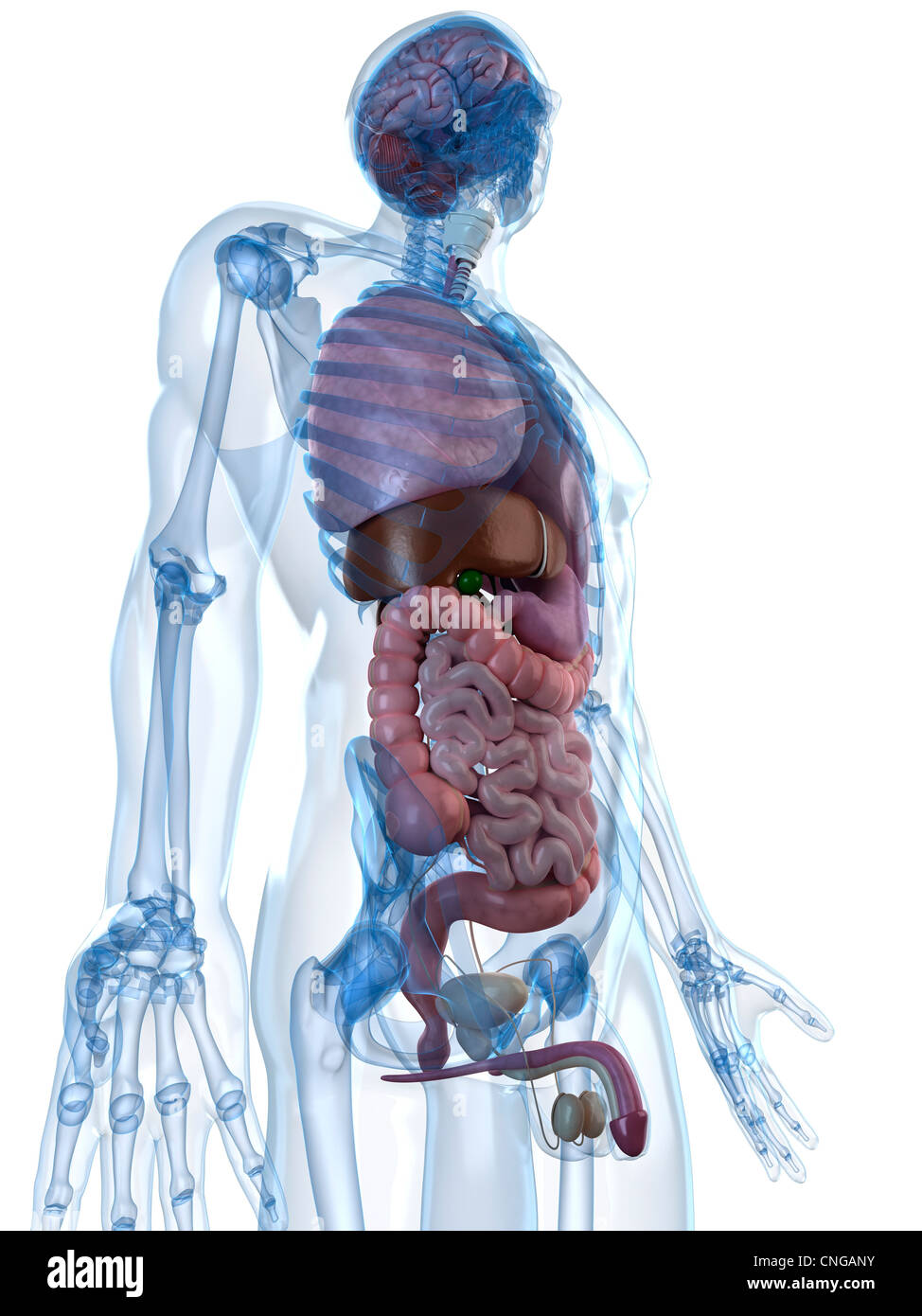 Male anatomy artwork Stock Photo - Alamy