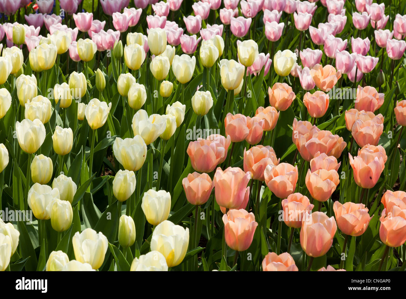 Gabriella holland hi-res stock photography and images - Alamy