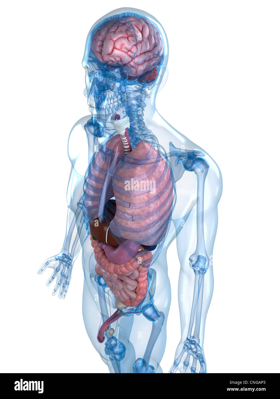 Male anatomy artwork Stock Photo - Alamy