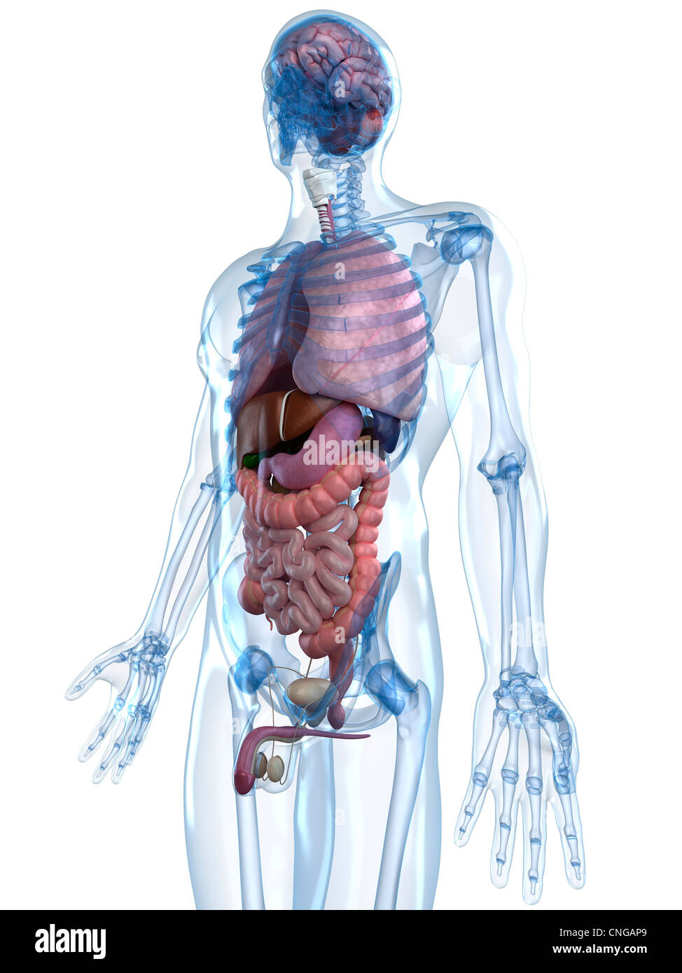 Male anatomy artwork Stock Photo - Alamy