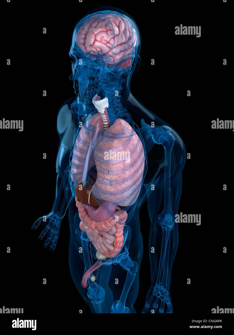 Male anatomy artwork Stock Photo - Alamy