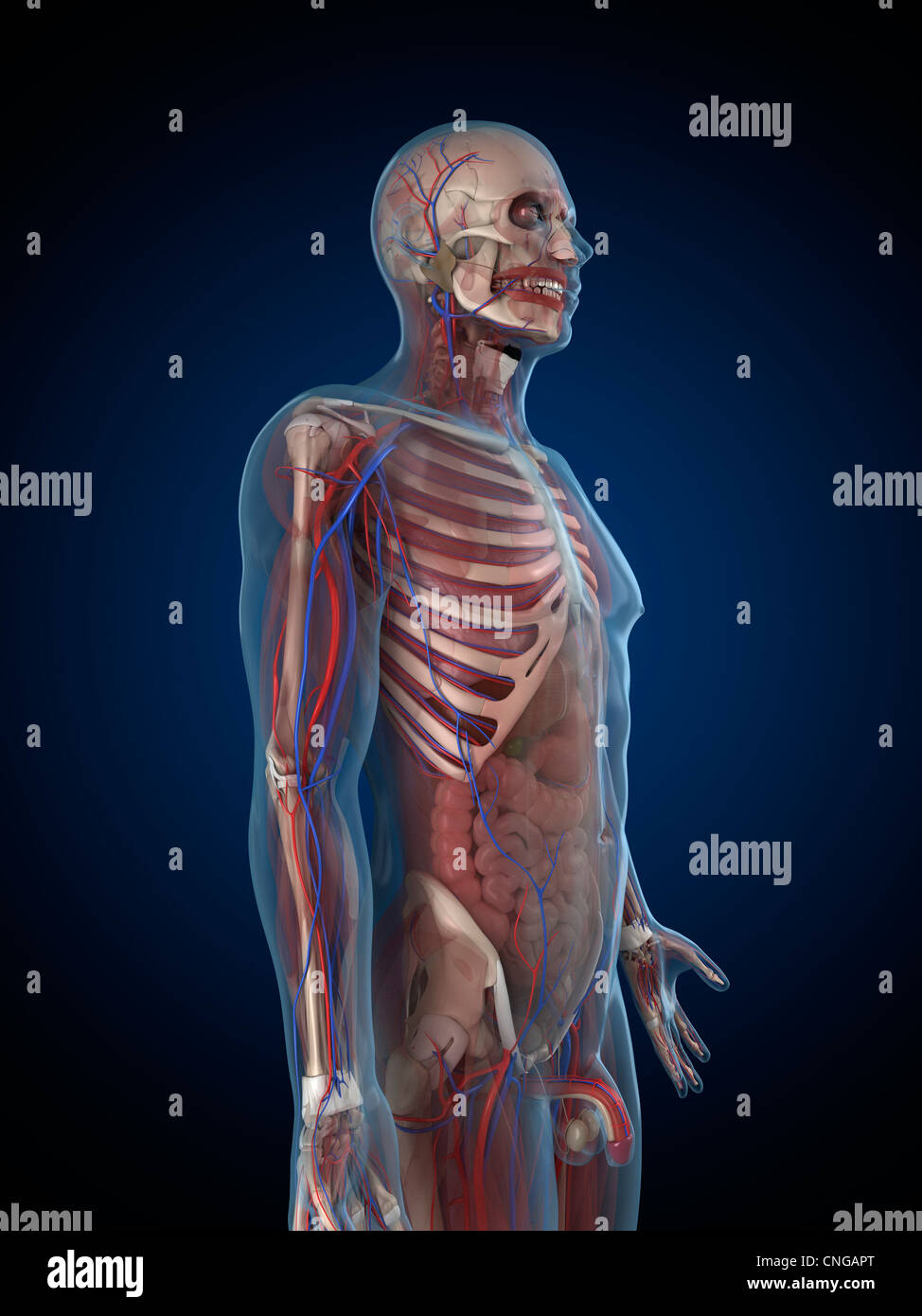 Male anatomy artwork Stock Photo - Alamy