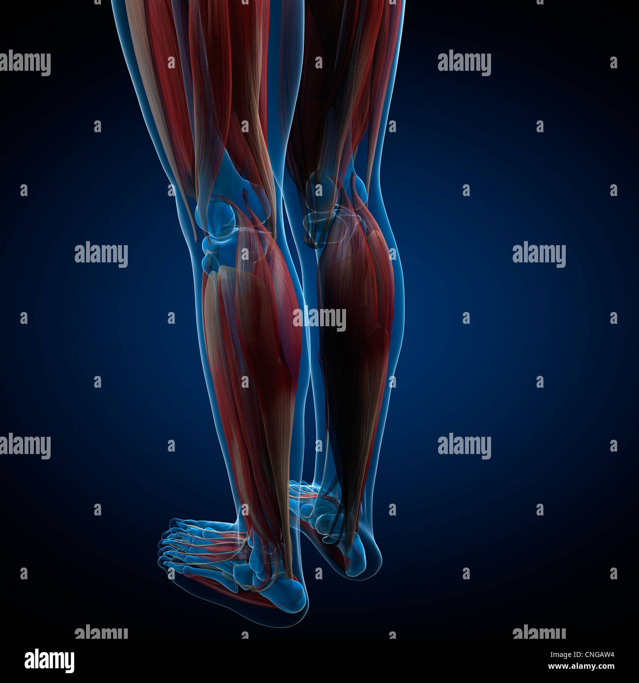 Male musculature artwork Stock Photo - Alamy