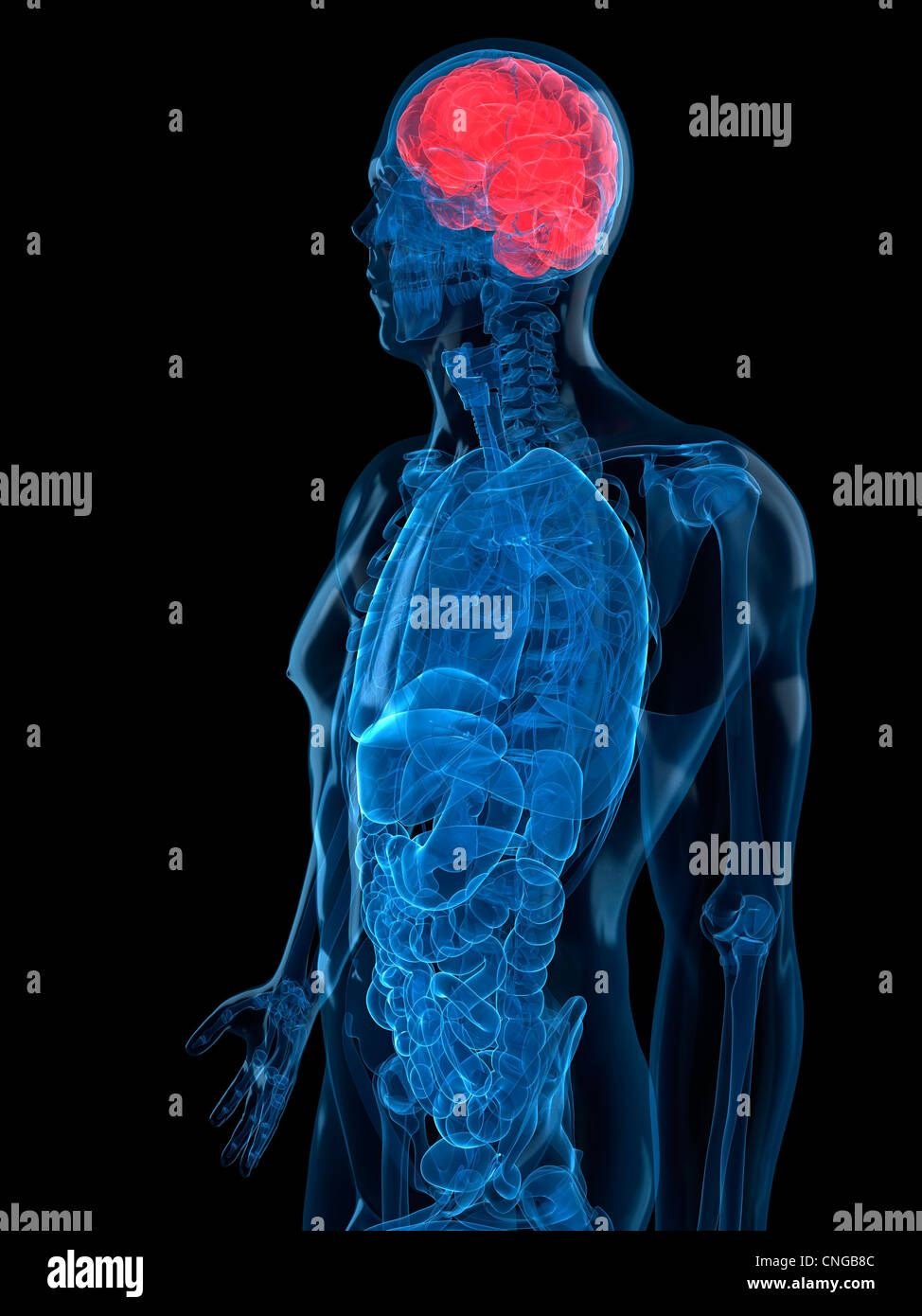 Human brain artwork Stock Photo - Alamy