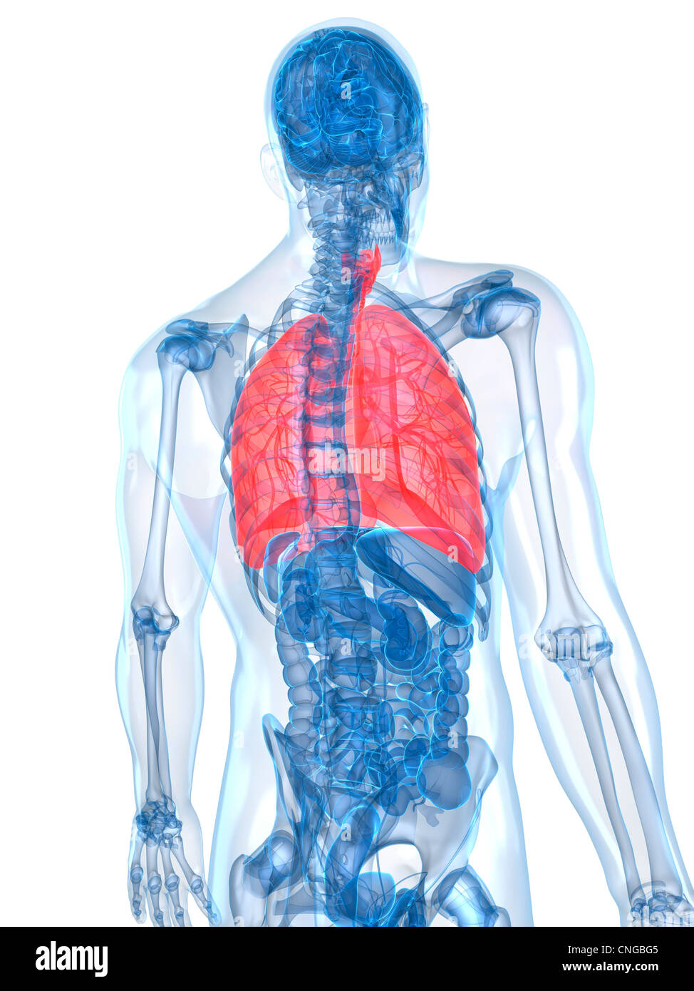 Human lungs artwork Stock Photo - Alamy