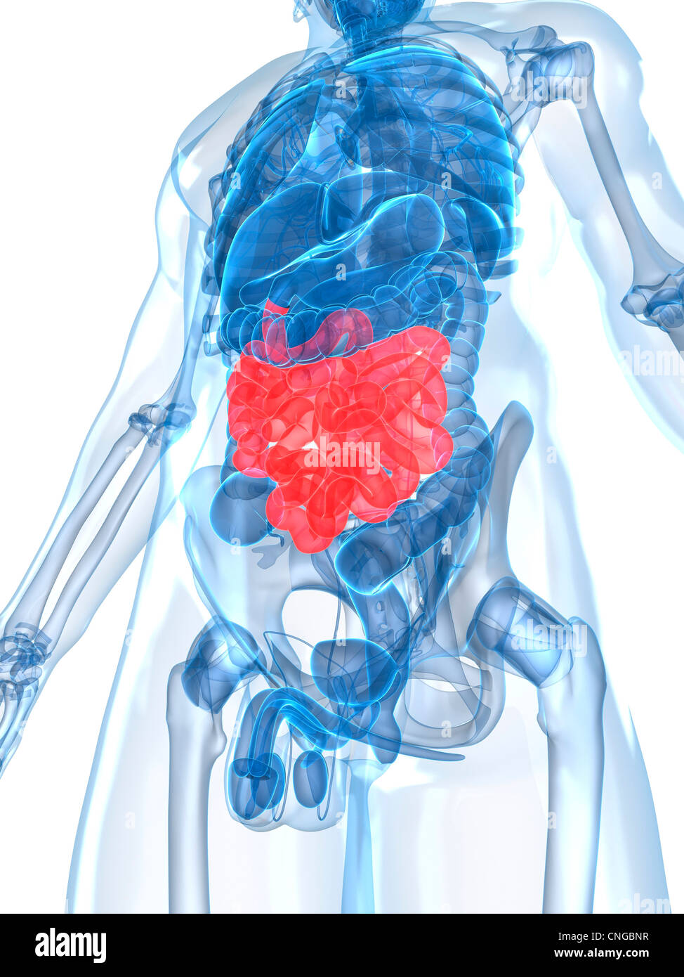 Healthy small intestines artwork Stock Photo - Alamy