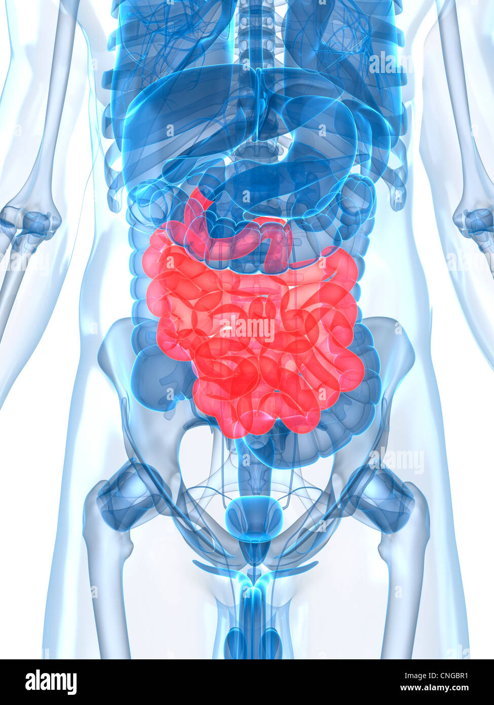 Healthy small intestines artwork Stock Photo - Alamy