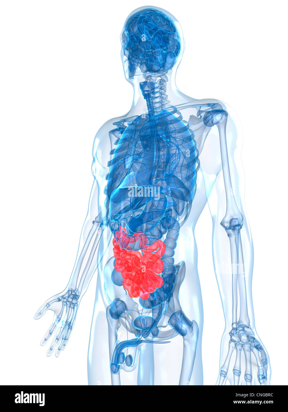 Healthy small intestines artwork Stock Photo - Alamy