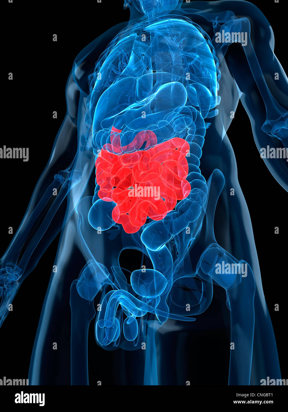 Healthy small intestines artwork Stock Photo - Alamy