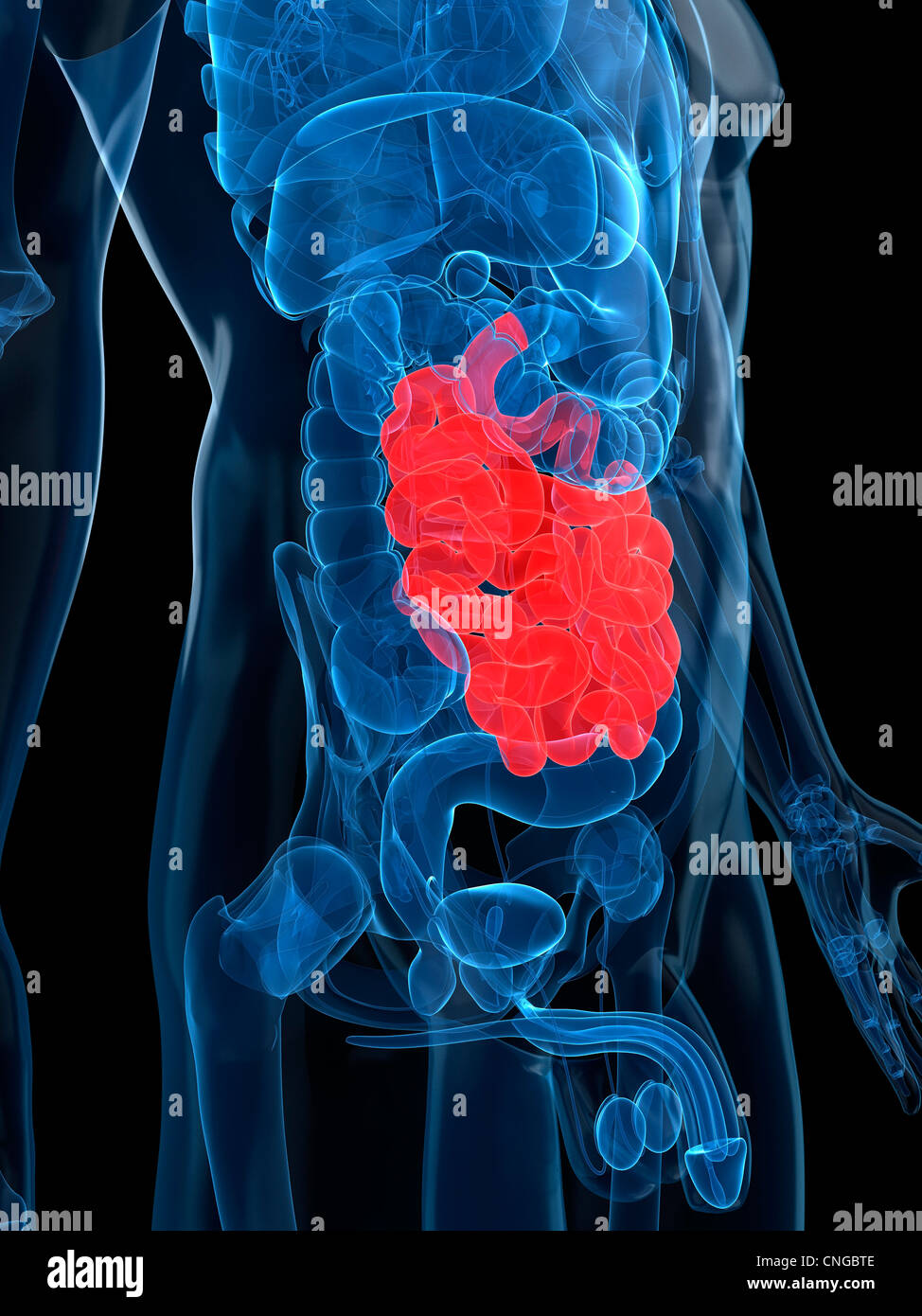 Healthy small intestines artwork Stock Photo - Alamy