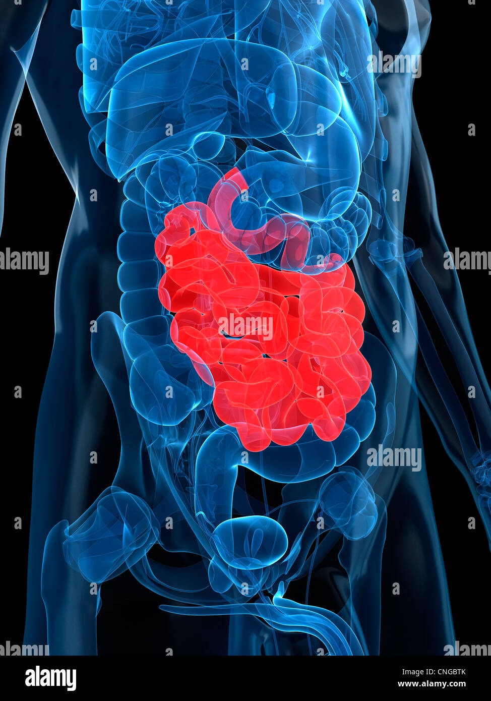 Healthy small intestines artwork Stock Photo - Alamy