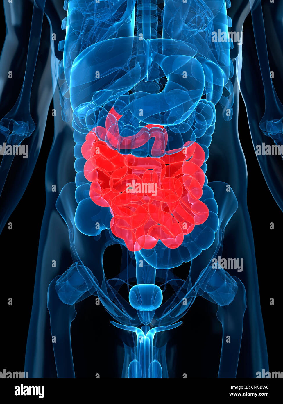 Healthy small intestines artwork Stock Photo - Alamy