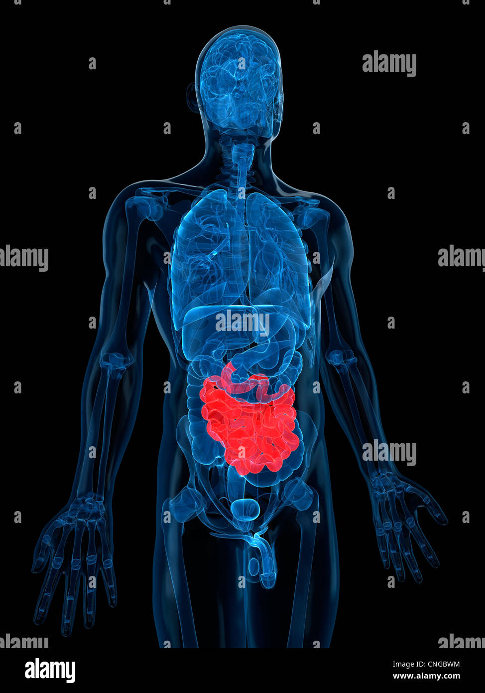 Healthy small intestines artwork Stock Photo - Alamy
