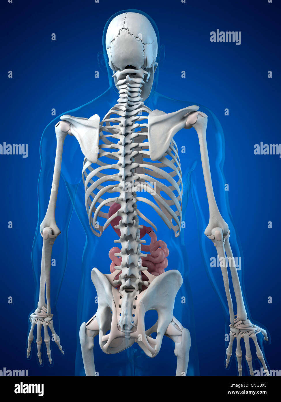 Healthy small intestines artwork Stock Photo - Alamy