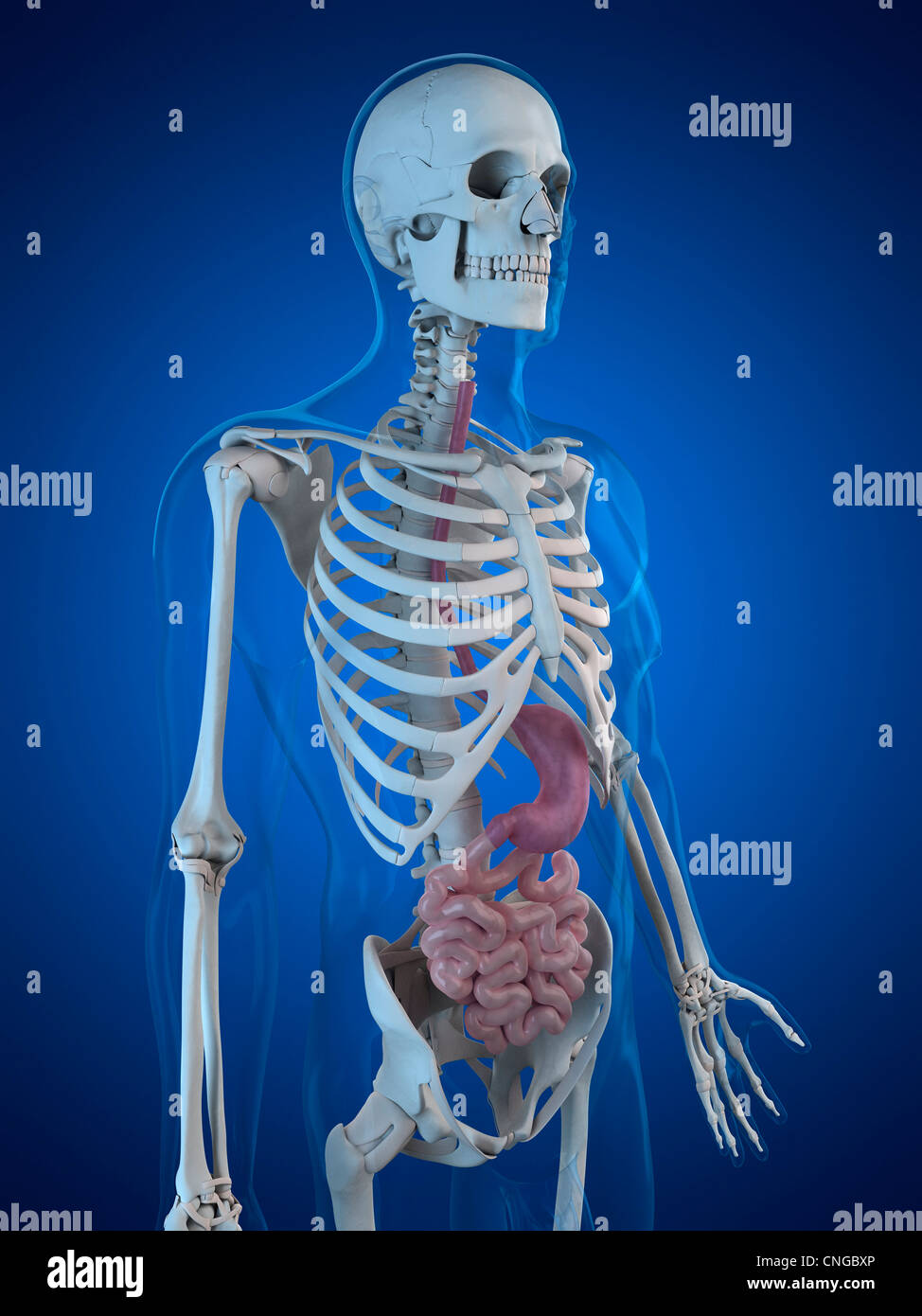 Healthy small intestines artwork Stock Photo - Alamy