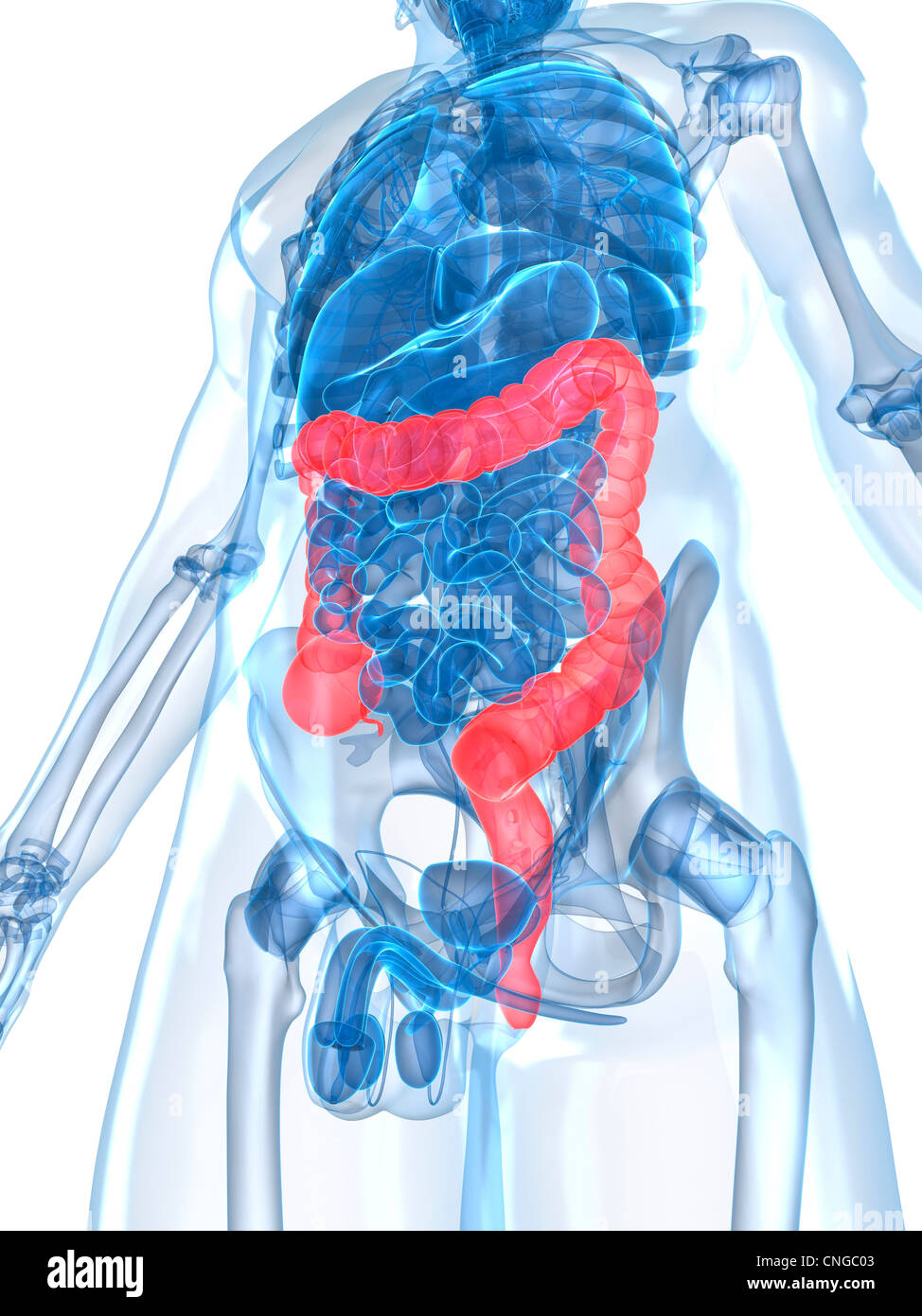 Healthy large intestines artwork Stock Photo - Alamy