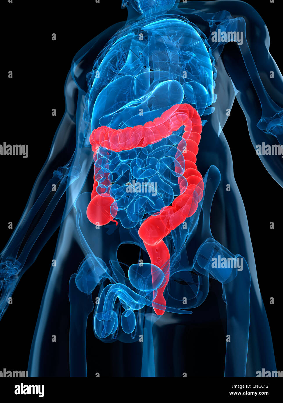 Healthy large intestines artwork Stock Photo - Alamy