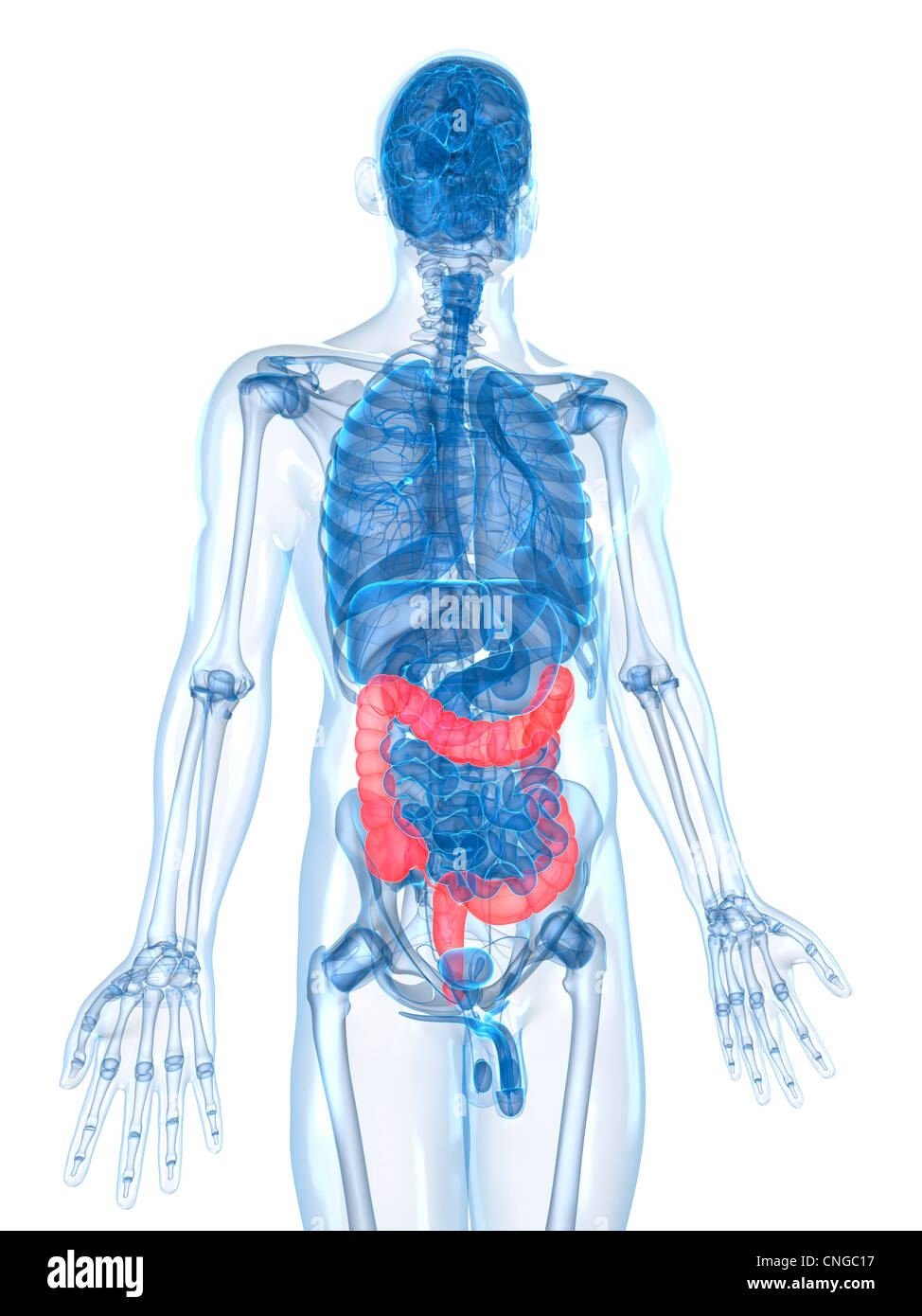 Healthy large intestines artwork Stock Photo - Alamy