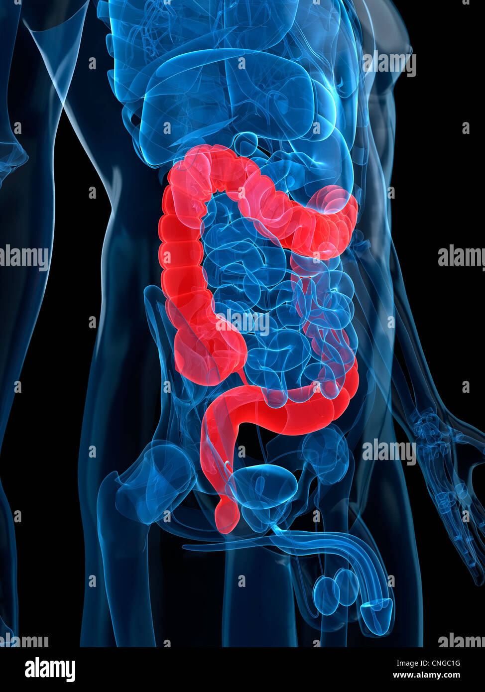 Healthy large intestines artwork Stock Photo - Alamy