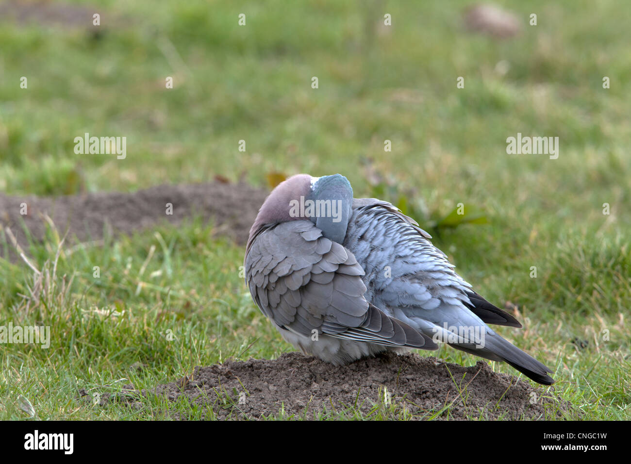 Wood Pigeon Columba palumbus adult on the ground preening Stock Photo ...