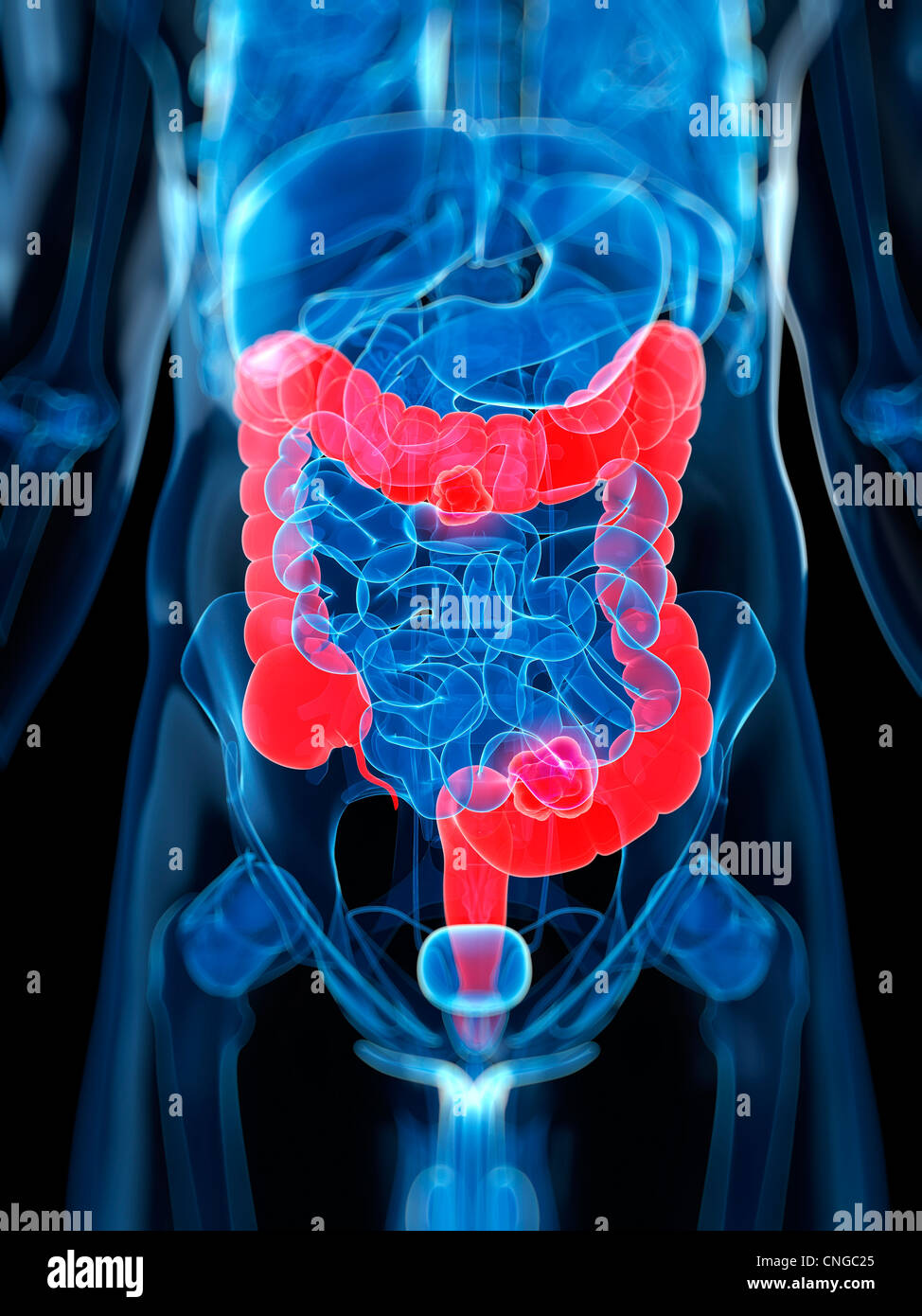 Healthy large intestines artwork Stock Photo - Alamy