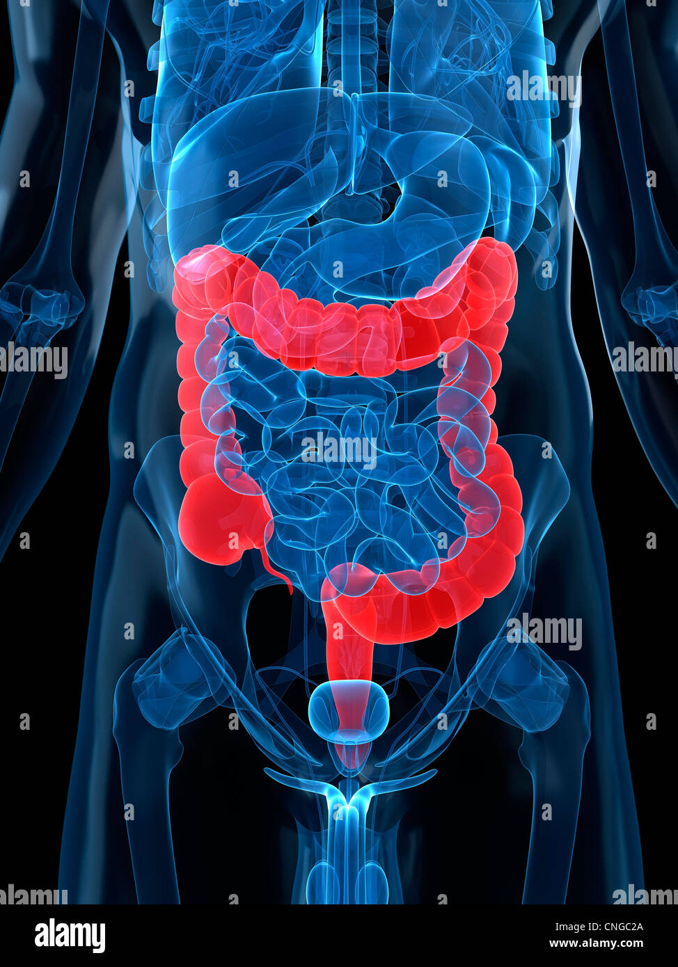 Healthy large intestines artwork Stock Photo - Alamy