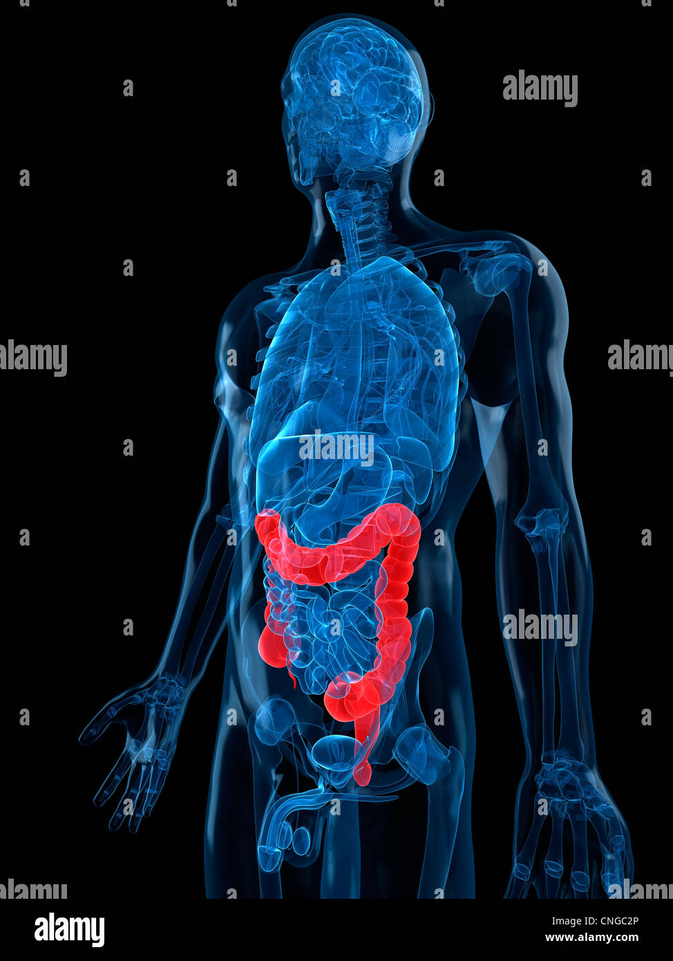 Healthy large intestines artwork Stock Photo - Alamy