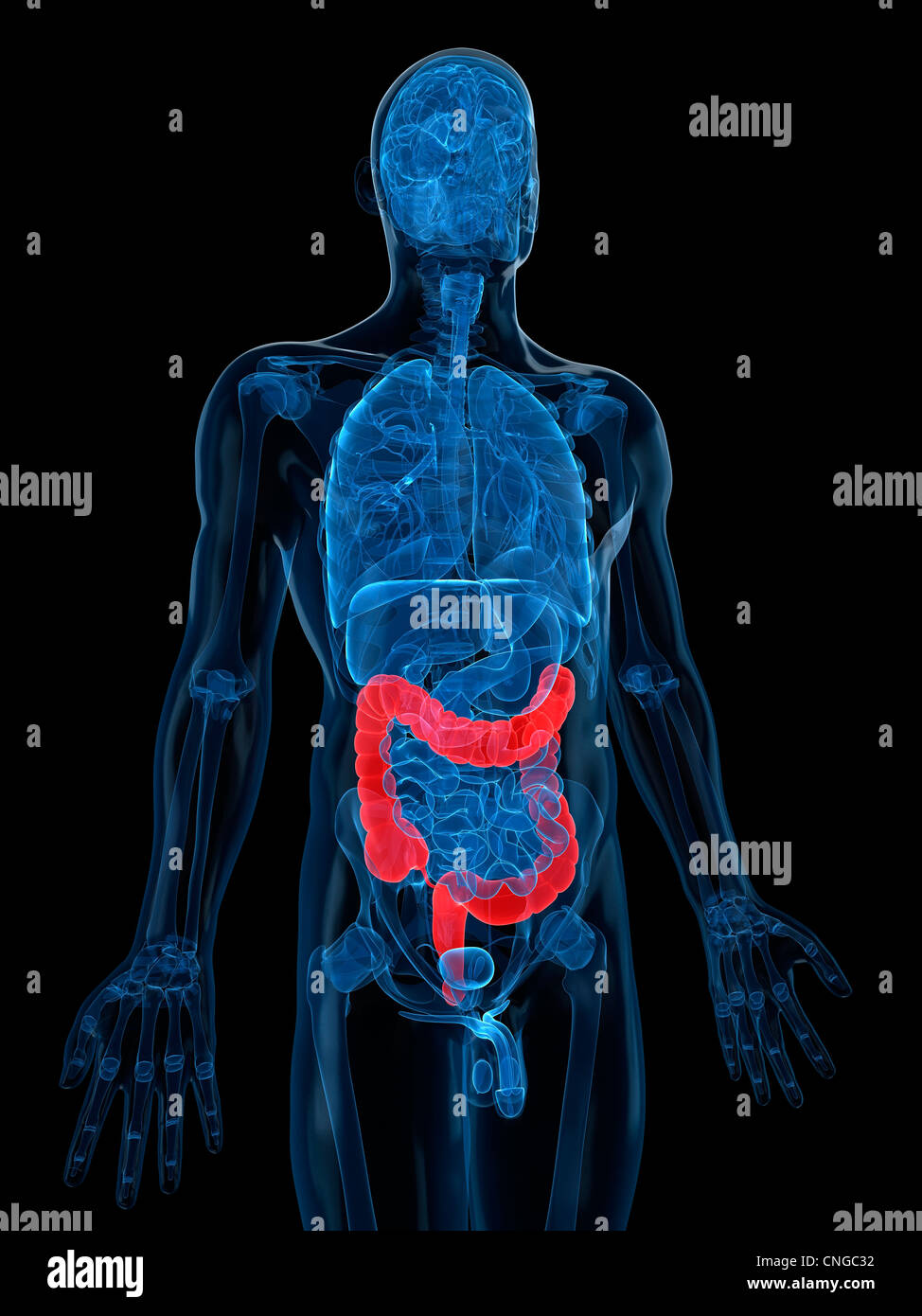 Healthy large intestines artwork Stock Photo - Alamy