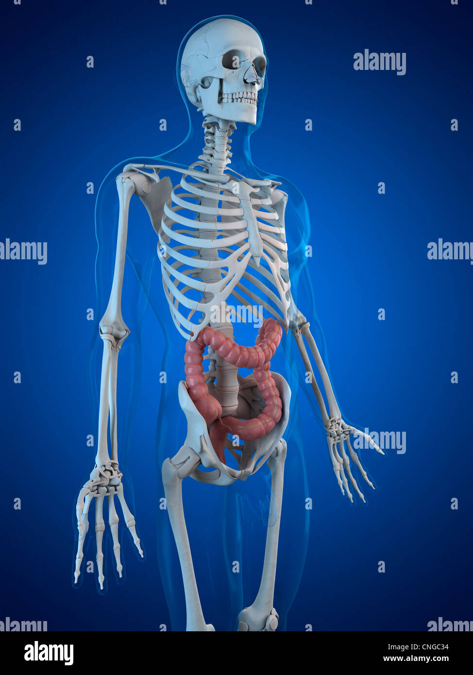 Healthy large intestines artwork Stock Photo - Alamy