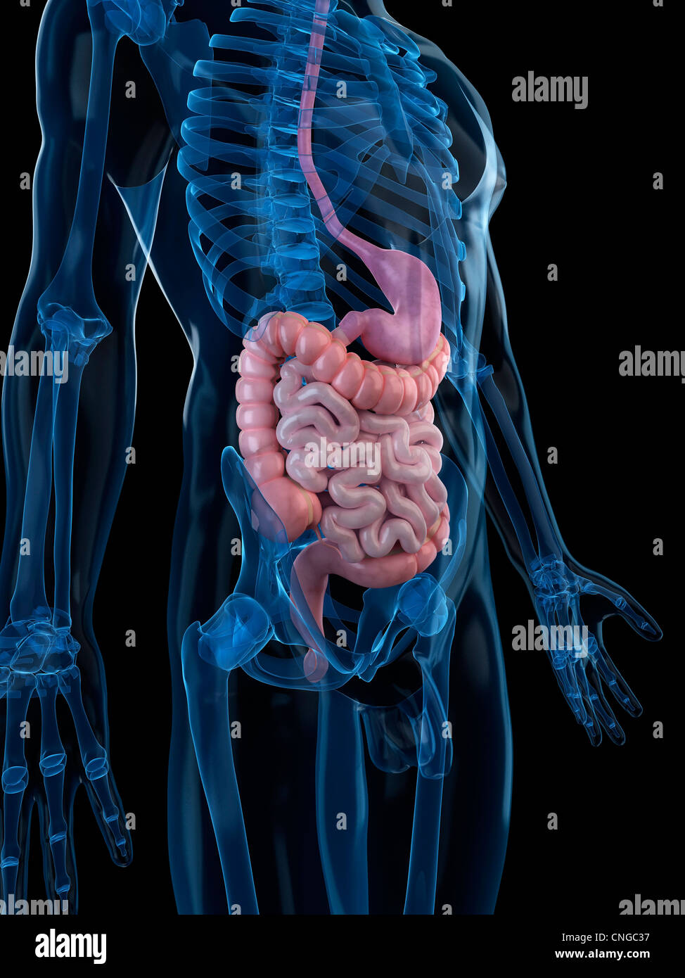 Healthy digestive system artwork Stock Photo - Alamy