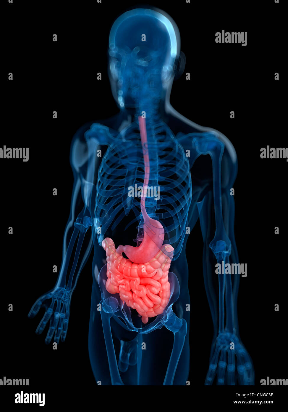 Healthy digestive system artwork Stock Photo - Alamy