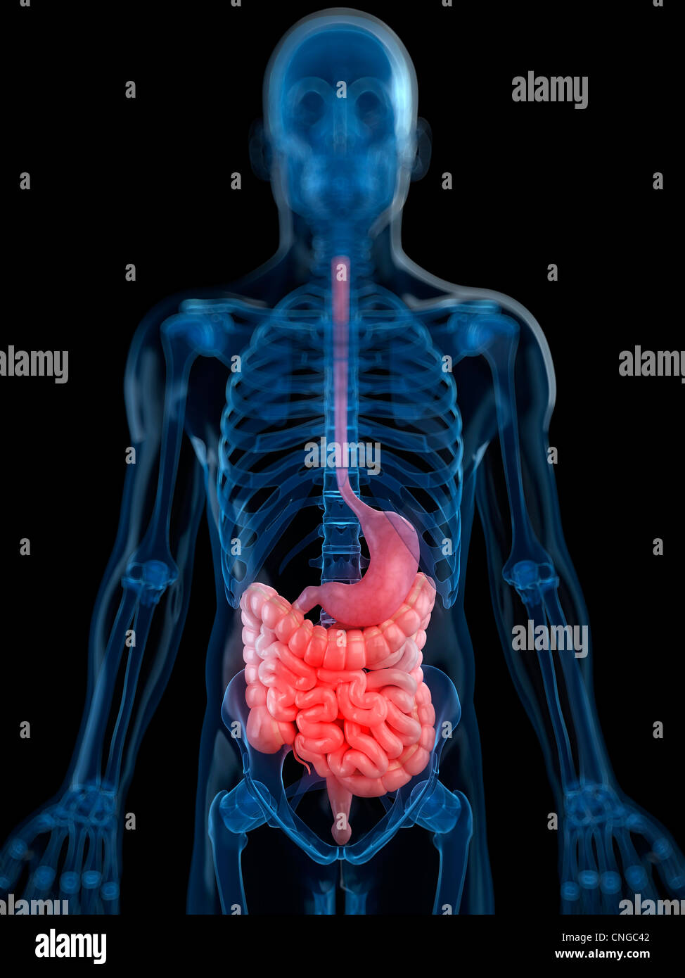 Healthy digestive system artwork Stock Photo - Alamy