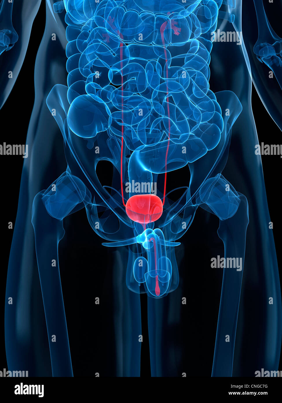 Healthy prostate gland artwork Stock Photo - Alamy