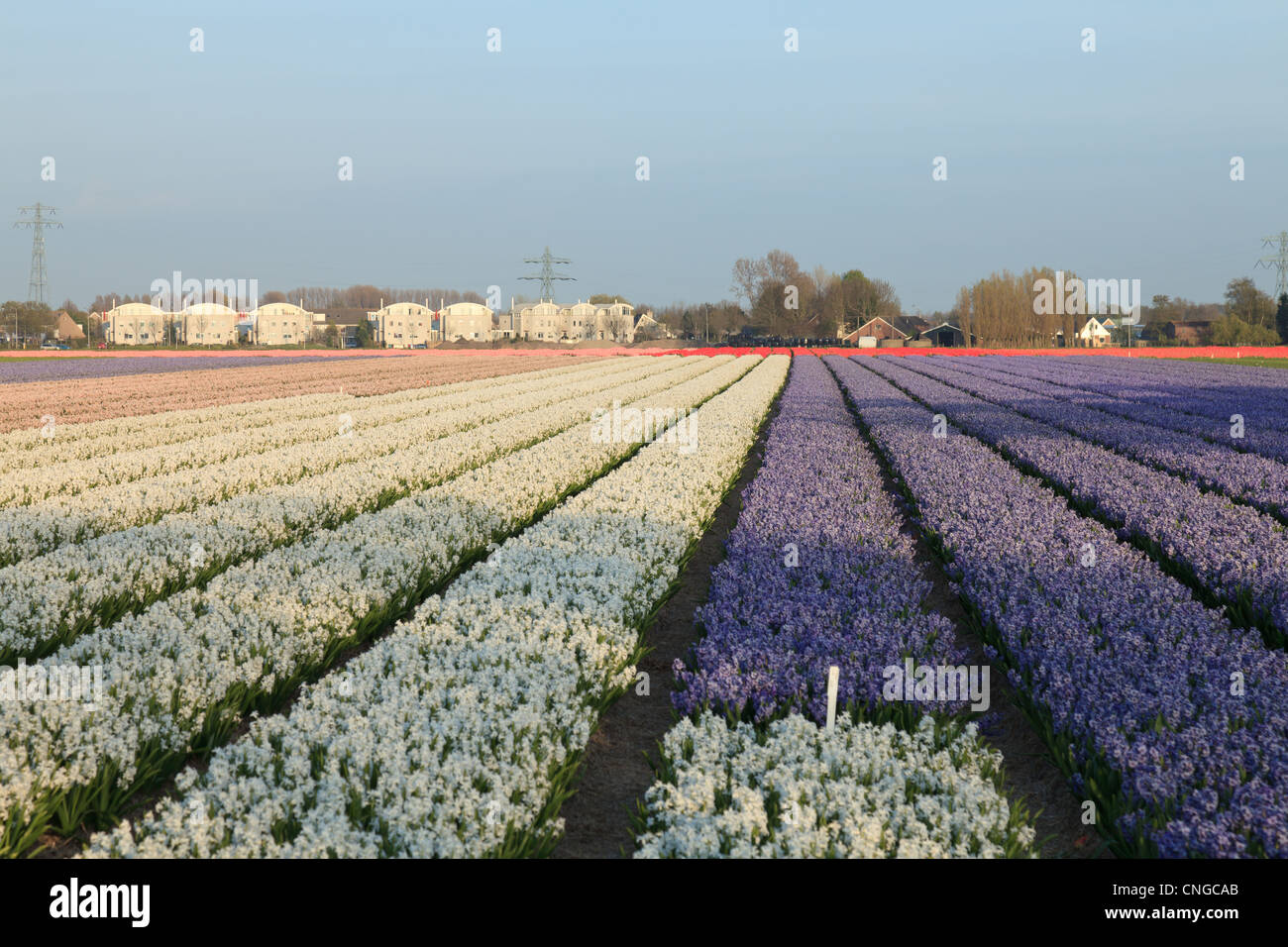 Holland bulb field hi-res stock photography and images - Alamy