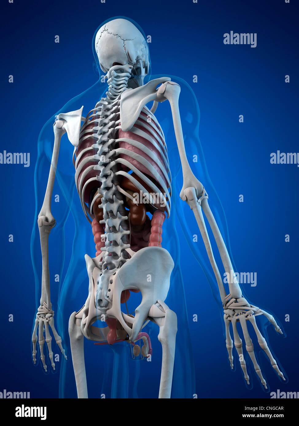 Human anatomy artwork Stock Photo - Alamy