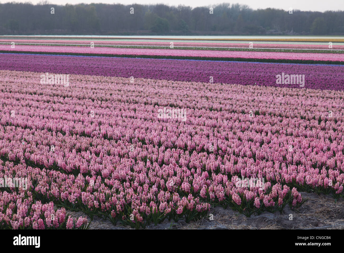 Holland bulb field hi-res stock photography and images - Alamy