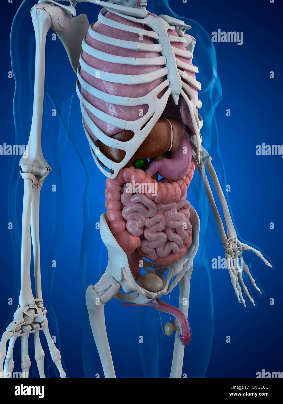 Human anatomy artwork Stock Photo - Alamy