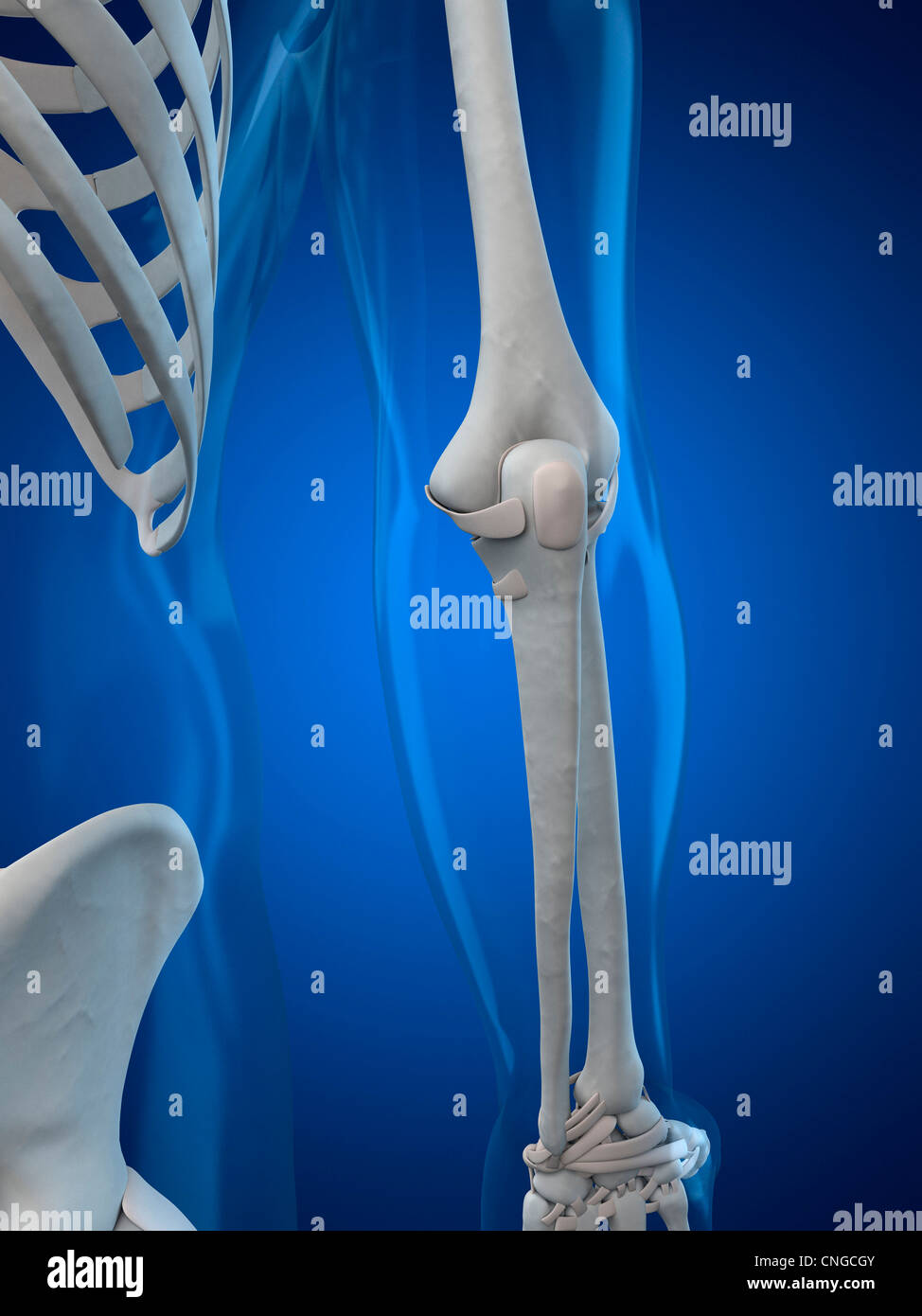 Elbow artwork Stock Photo - Alamy