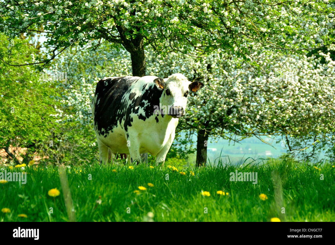 A cow in an orchard cider in the spring Stock Photo - Alamy