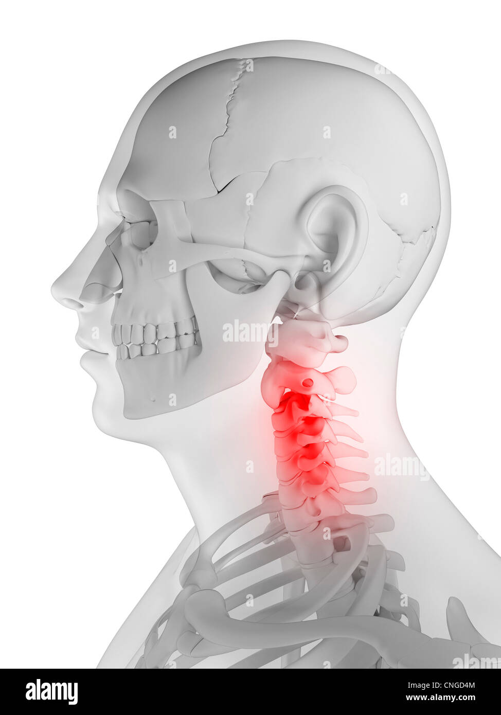 Neck vertebrae drawing hi-res stock photography and images - Alamy