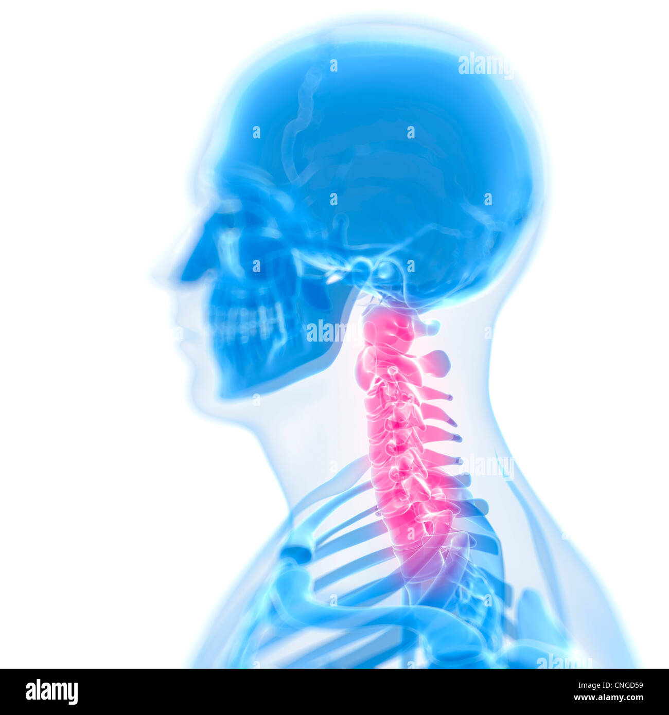 Neck vertebrae drawing hi-res stock photography and images - Alamy