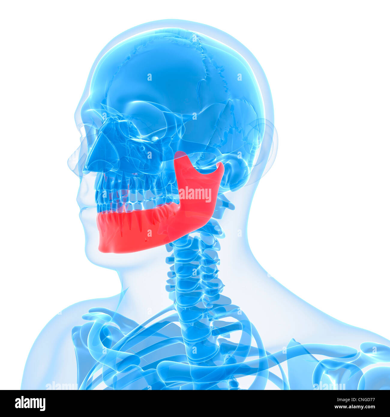 Lower Jaw Bone High Resolution Stock Photography and Images - Alamy