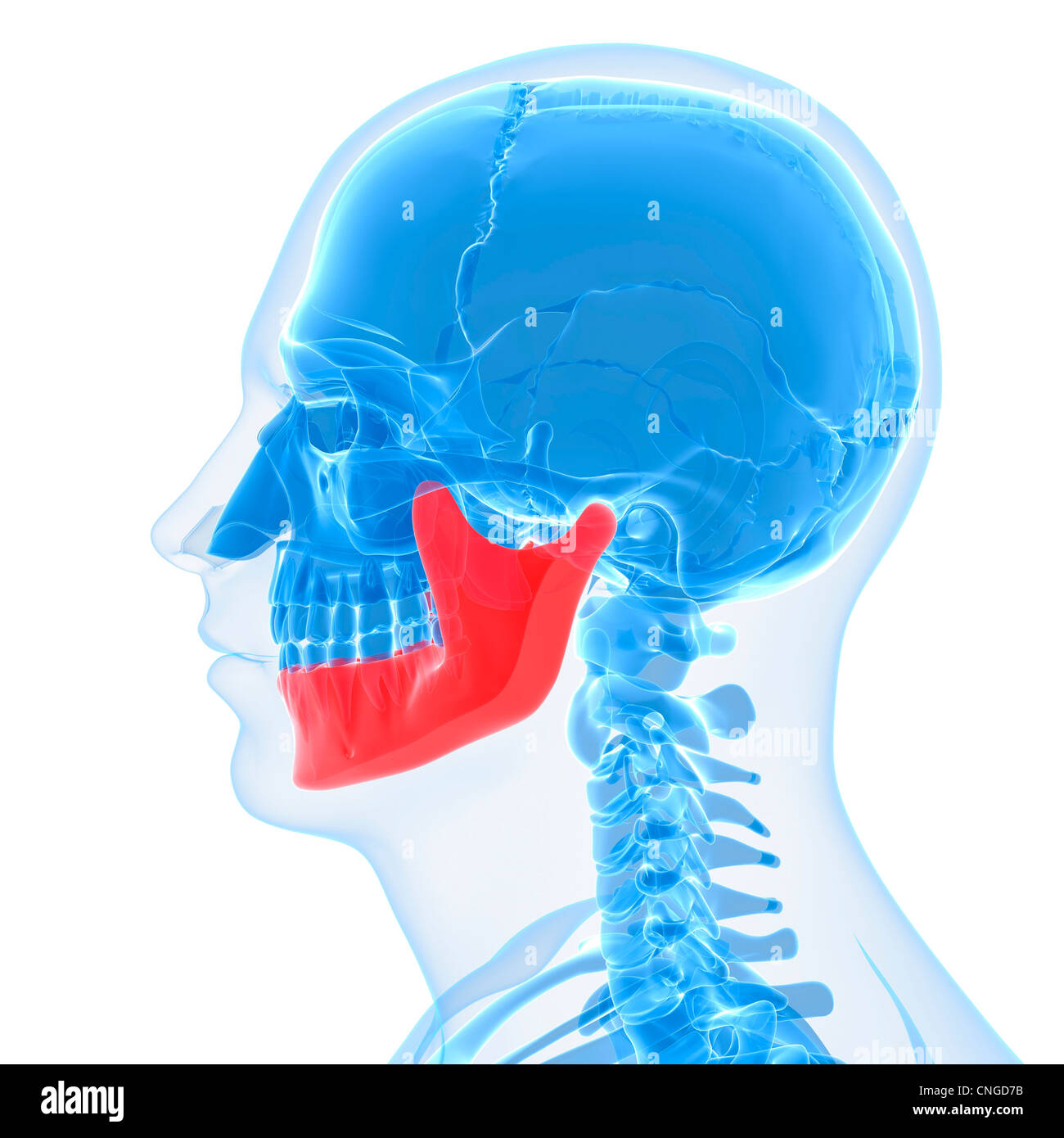 Lower jaw bone hi-res stock photography and images - Alamy