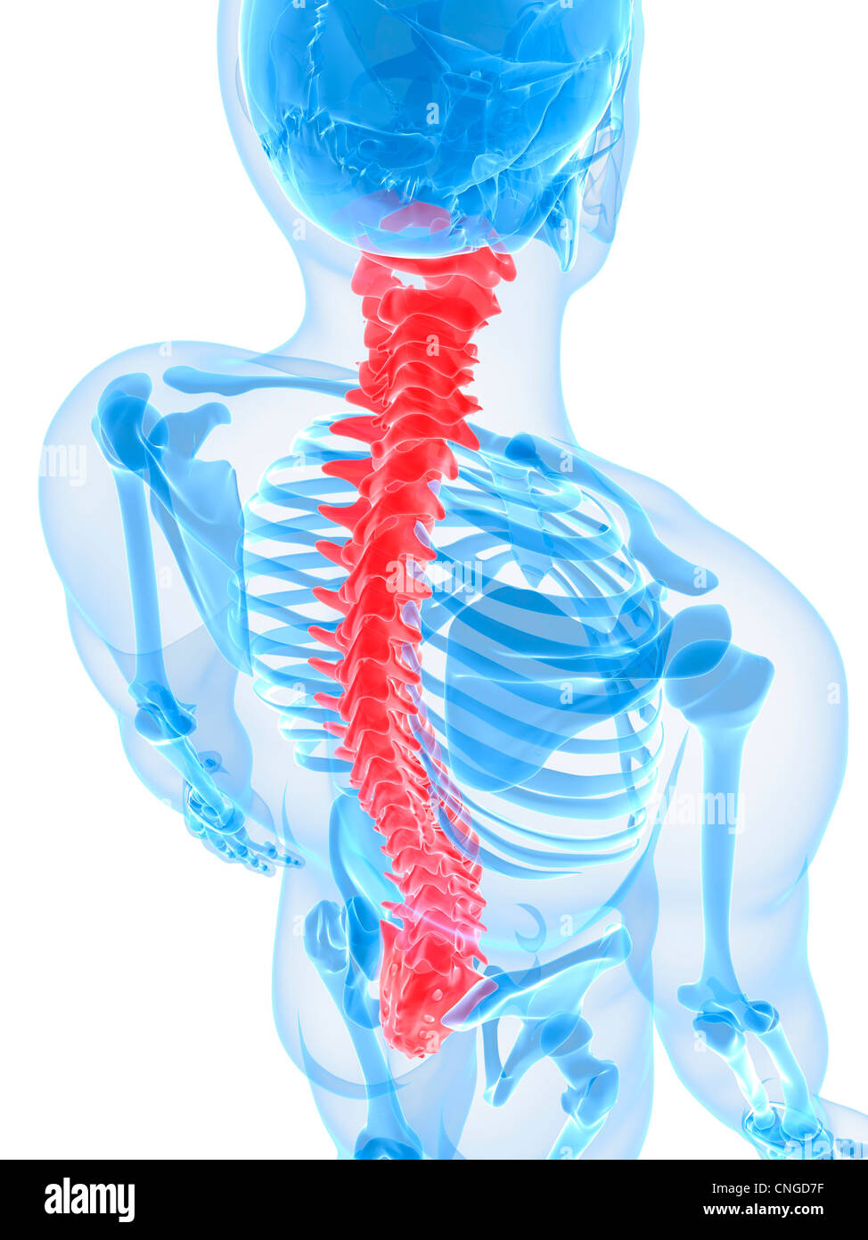 Spine artwork Stock Photo - Alamy