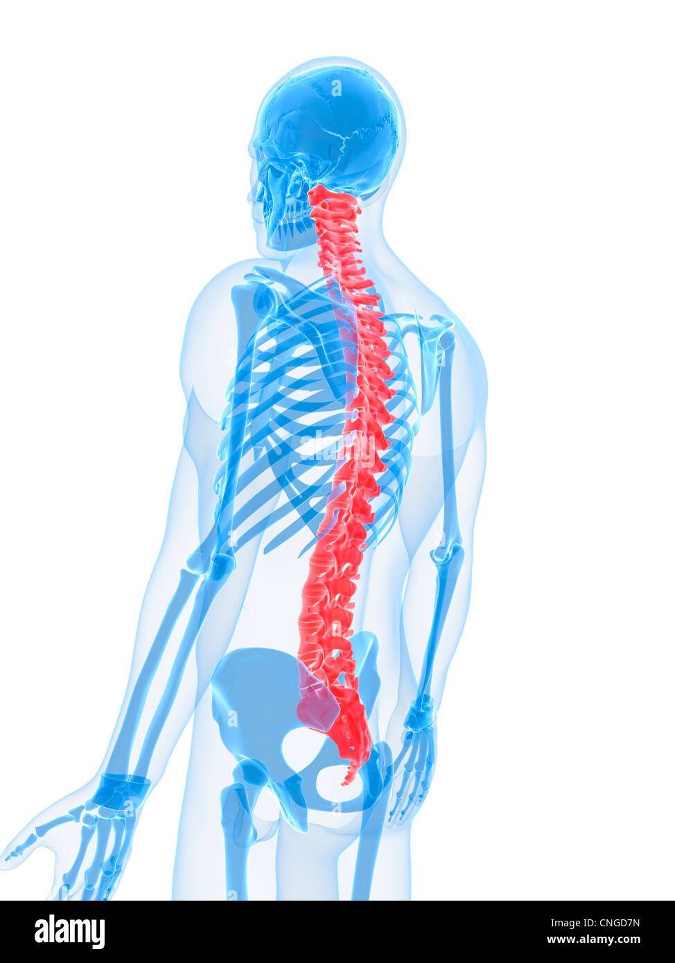 Spine Drawing Stock Photos & Spine Drawing Stock Images - Alamy