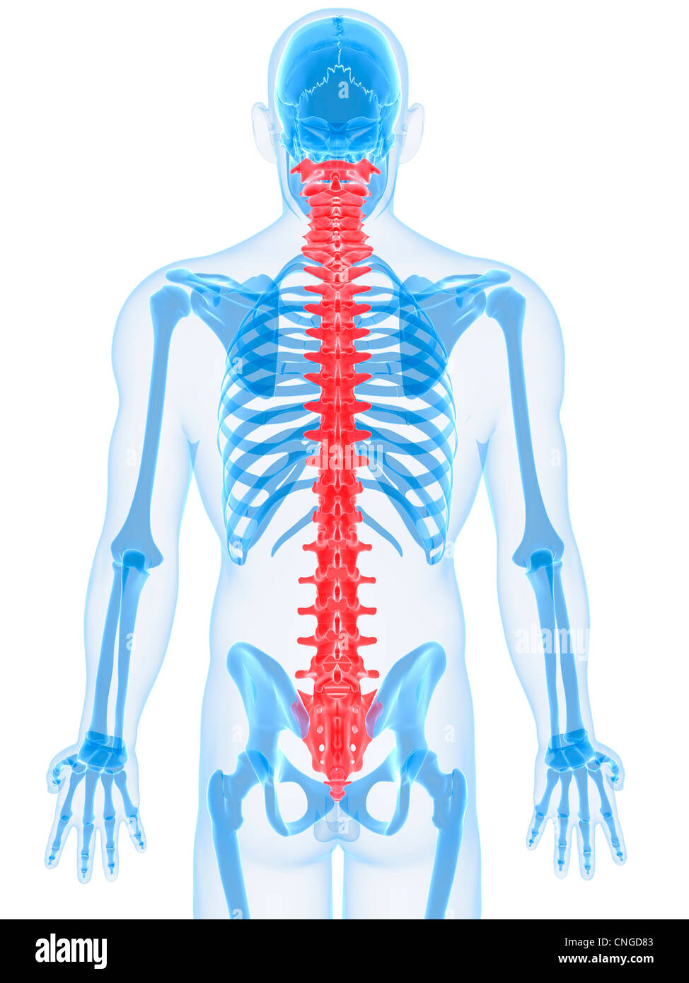 Spine Drawing Stock Photos & Spine Drawing Stock Images - Alamy