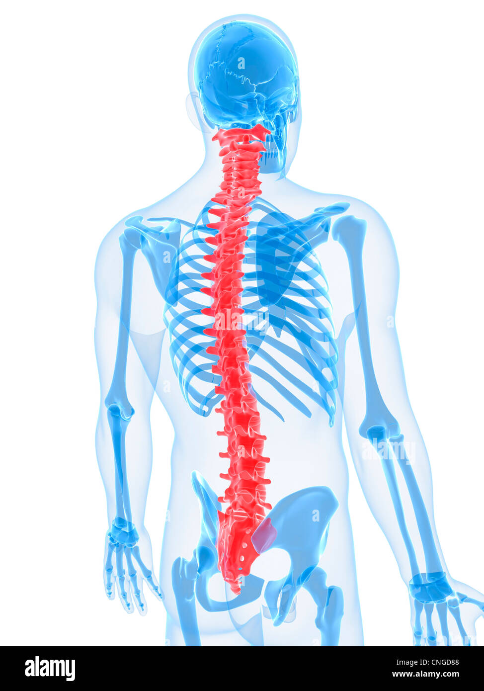 Spine drawing hi-res stock photography and images - Alamy