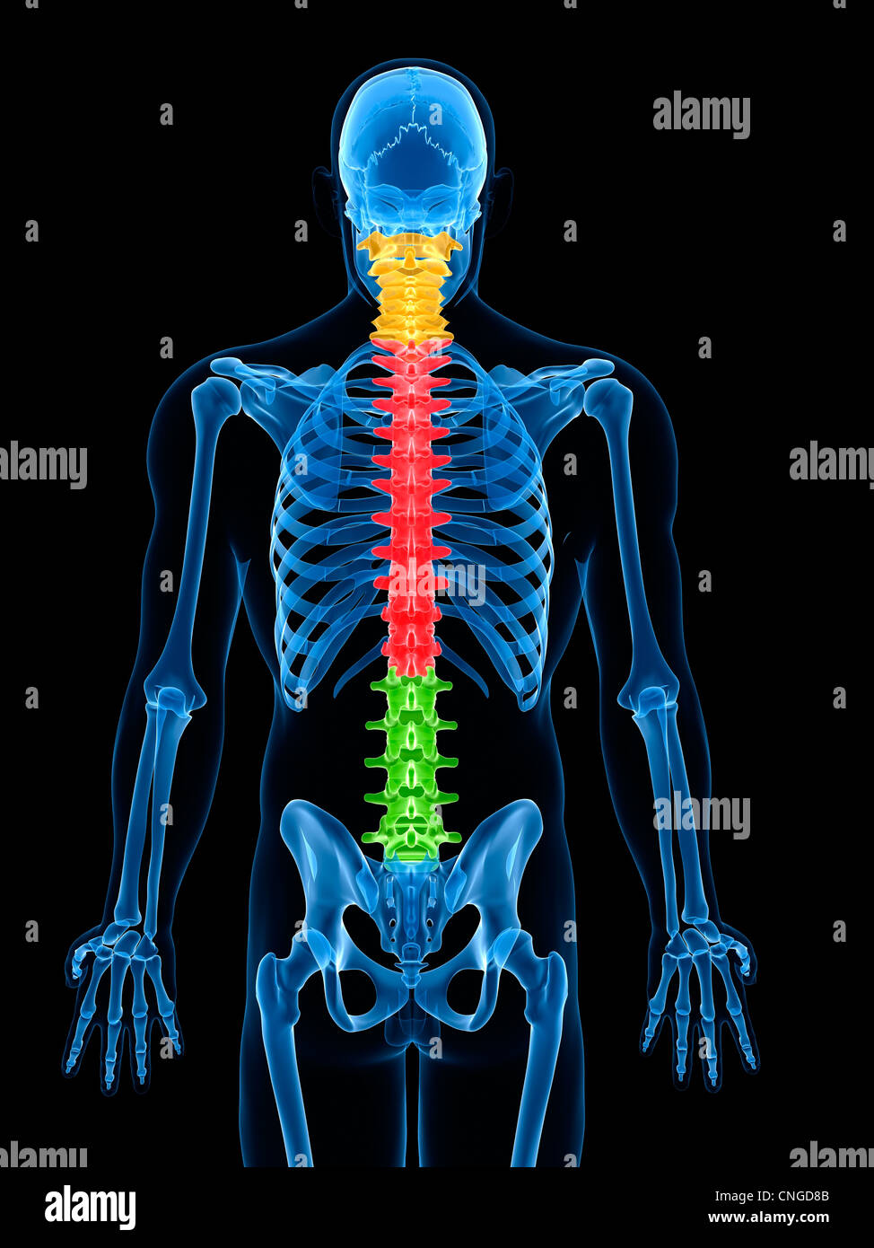 Spine drawing hi-res stock photography and images - Alamy