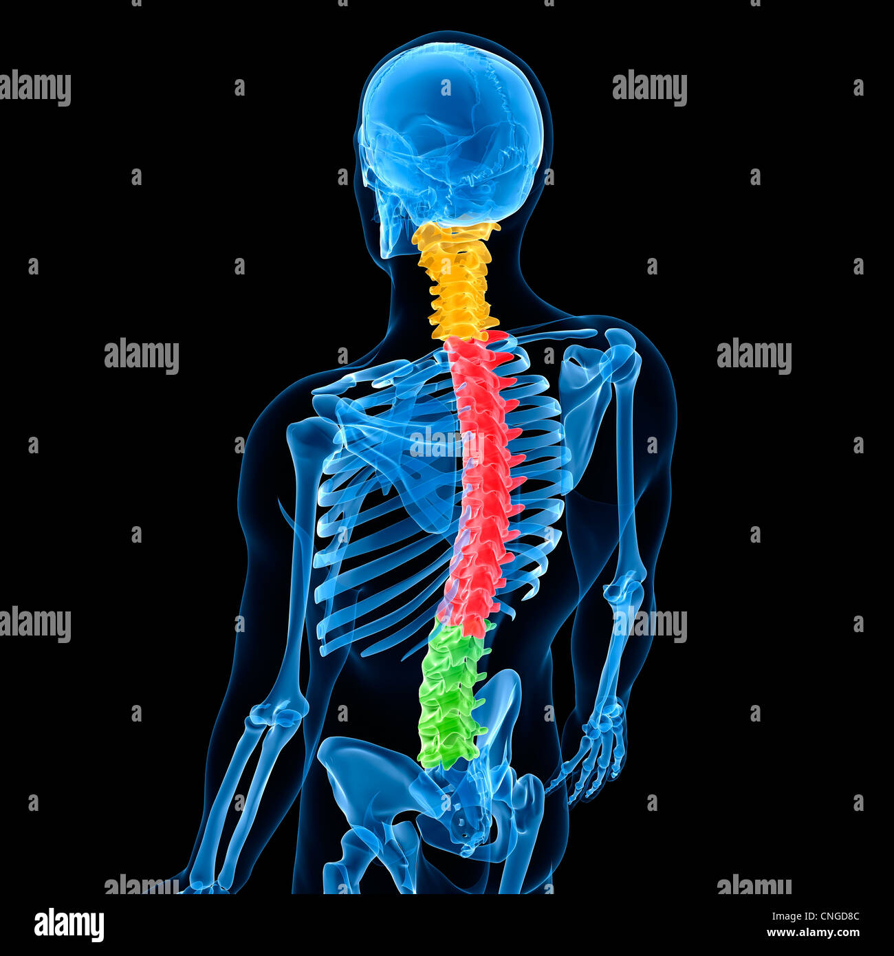 Spine artwork Stock Photo - Alamy